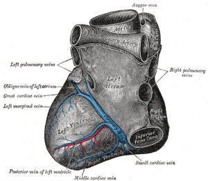 The Anatomy of Coronary sinus - Health Blog Centre Info
