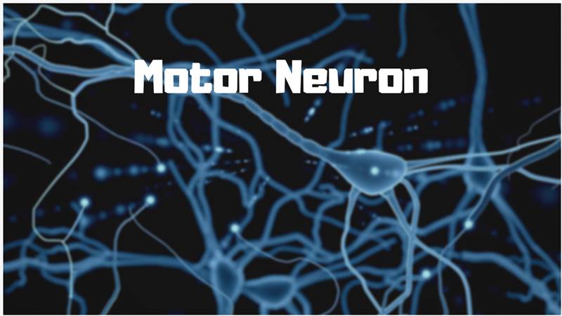 Understanding the Different Kinds of Motor Neuron Diseases - Health ...
